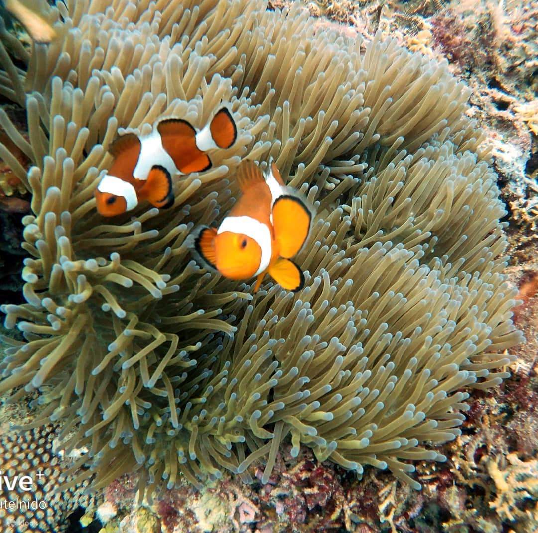 與 Padi 5 星級潛水度假村體驗巴拉望島全日潛水之旅 Klook 客路